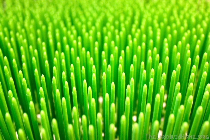 Review of the Week: Boon Grass and Boon Lawn • The Inspired Home